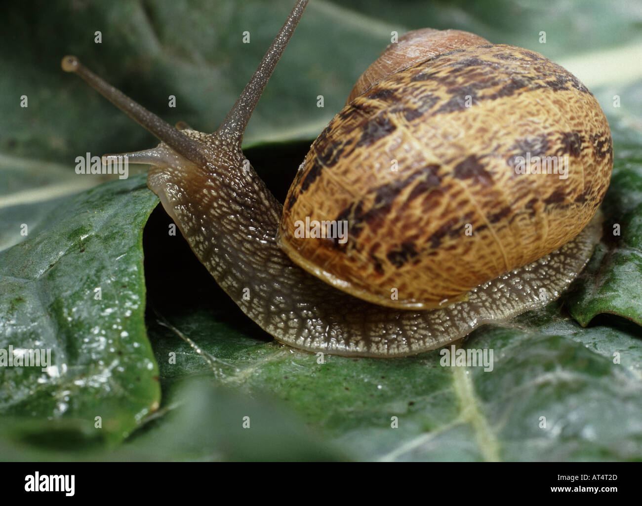 Moving leaf hi-res stock photography and images - Alamy