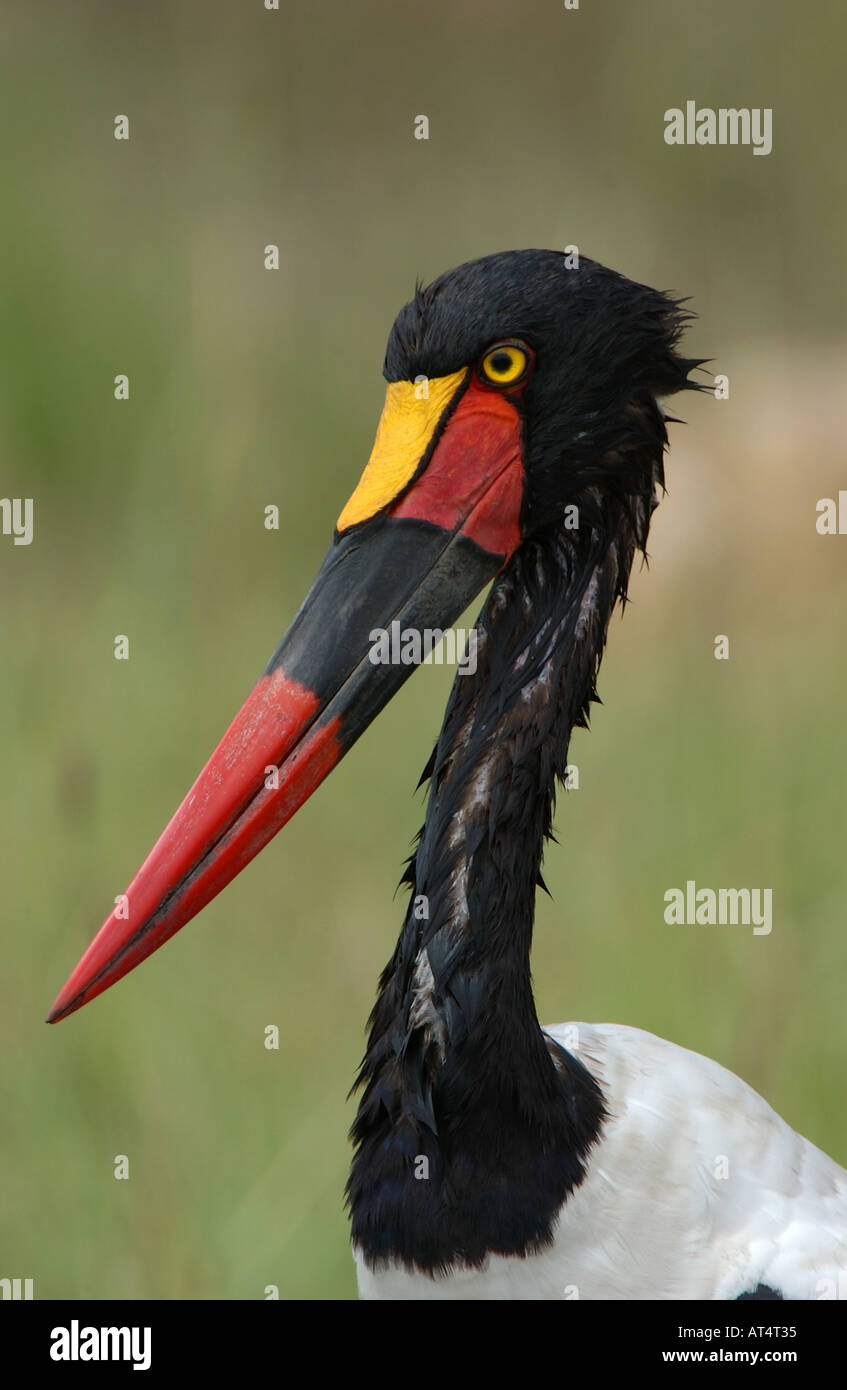 Stork head hi-res stock photography and images - Alamy