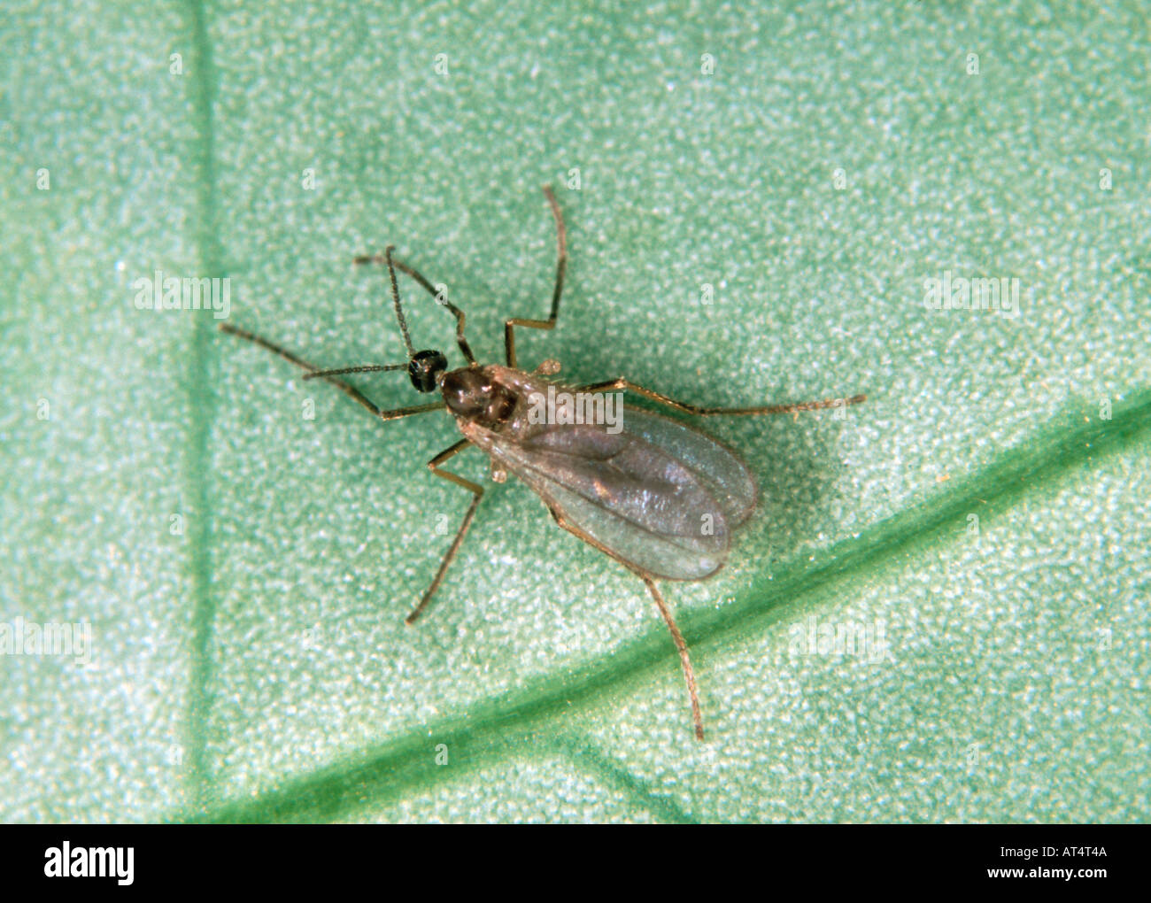Pea Midge Contarinia pisi adult female midge Stock Photo - Alamy