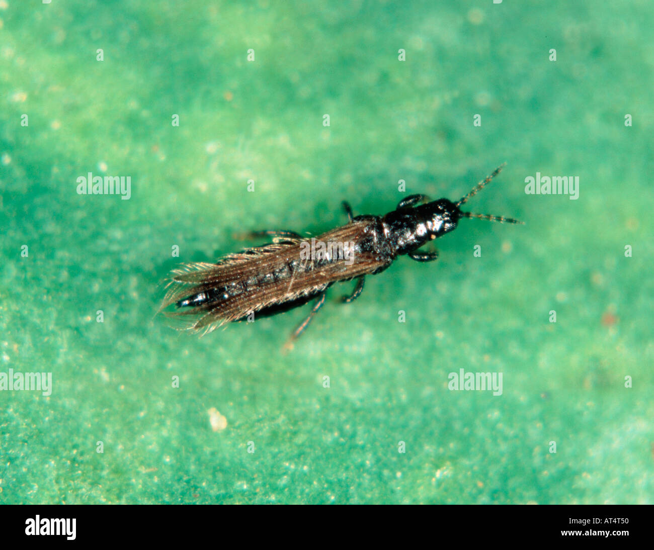 Field thrips Thrips angusticeps winged adult on as pea leaf Stock Photo ...