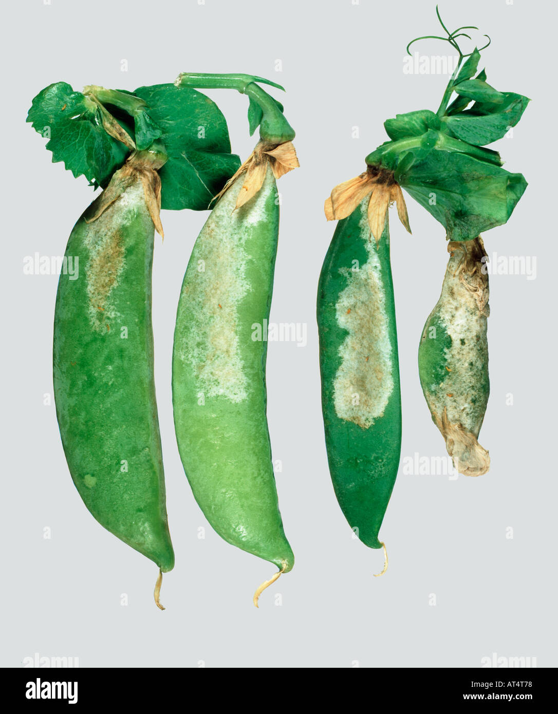 Damage to pea pods caused by pea thrips Kakothrips pisivorus Stock ...