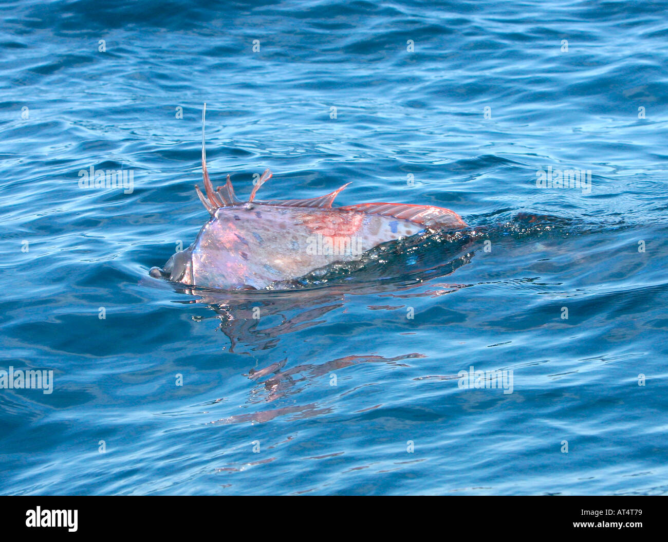 Record Giant Oarfish