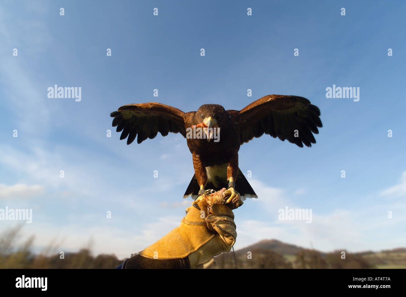 He black mountain falconry center hi-res stock photography and images ...