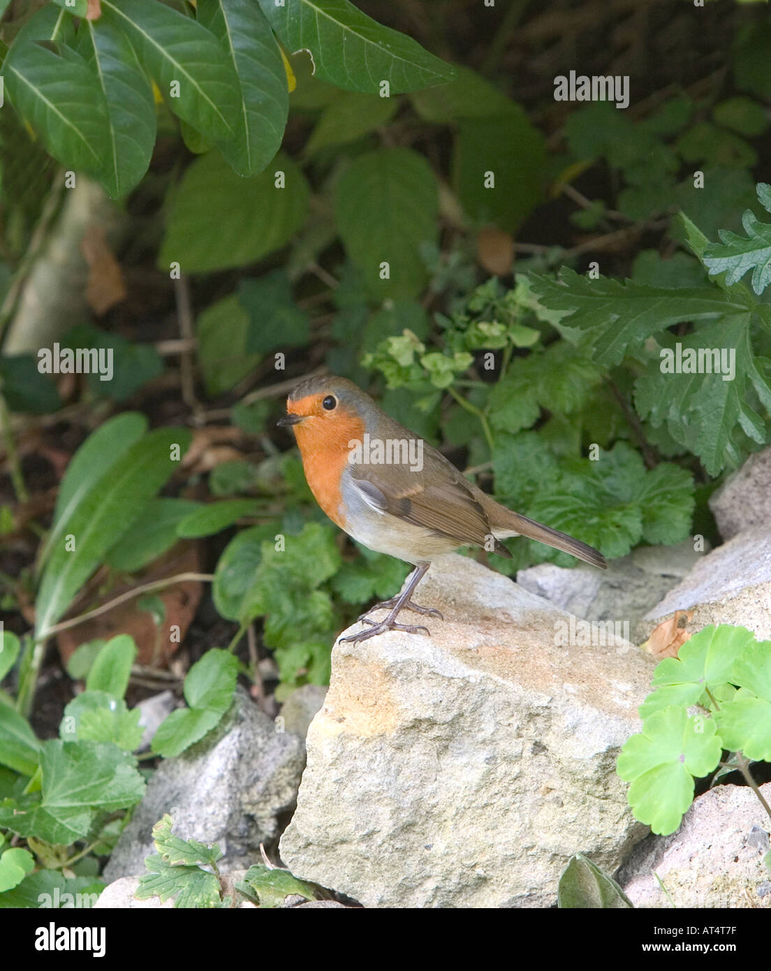 Rock robin hi-res stock photography and images - Alamy