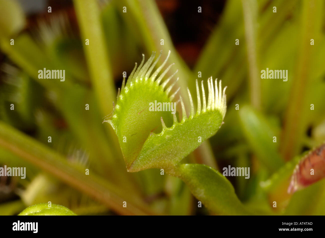 Close up venus fly trap hi-res stock photography and images - Alamy