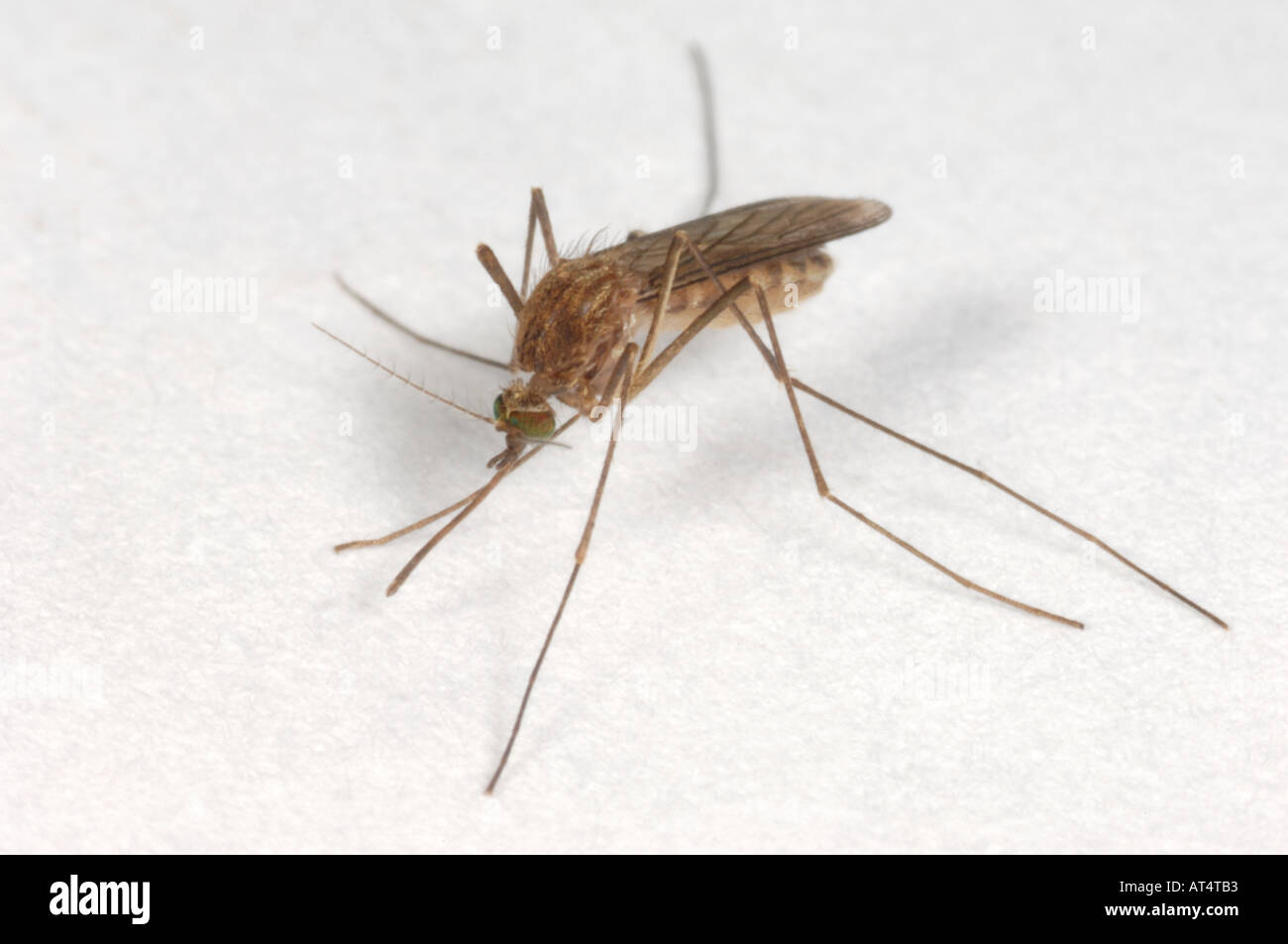 Culicine mosquito Culex sp at rest Stock Photo - Alamy