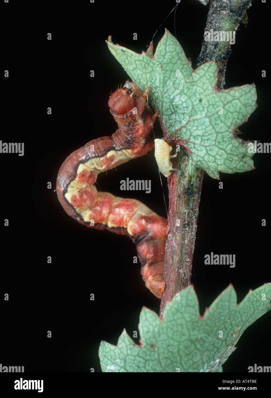 Mottled umber moth Erannis defolaria caterpillar with a froghopper on ...