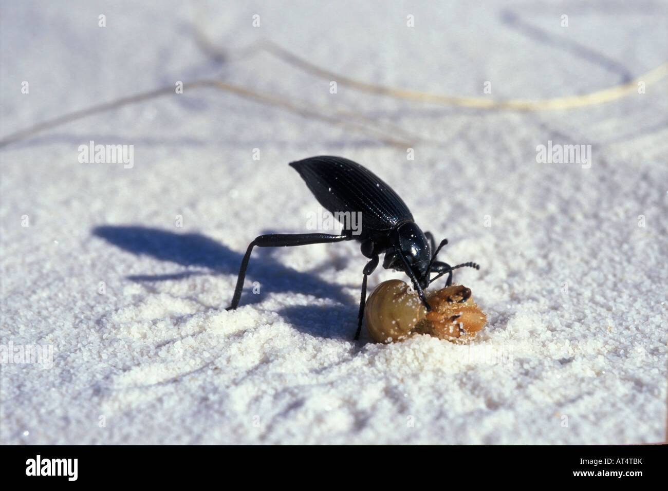Terebrionidae larva cicala cicada predazione predation prey insetti ...