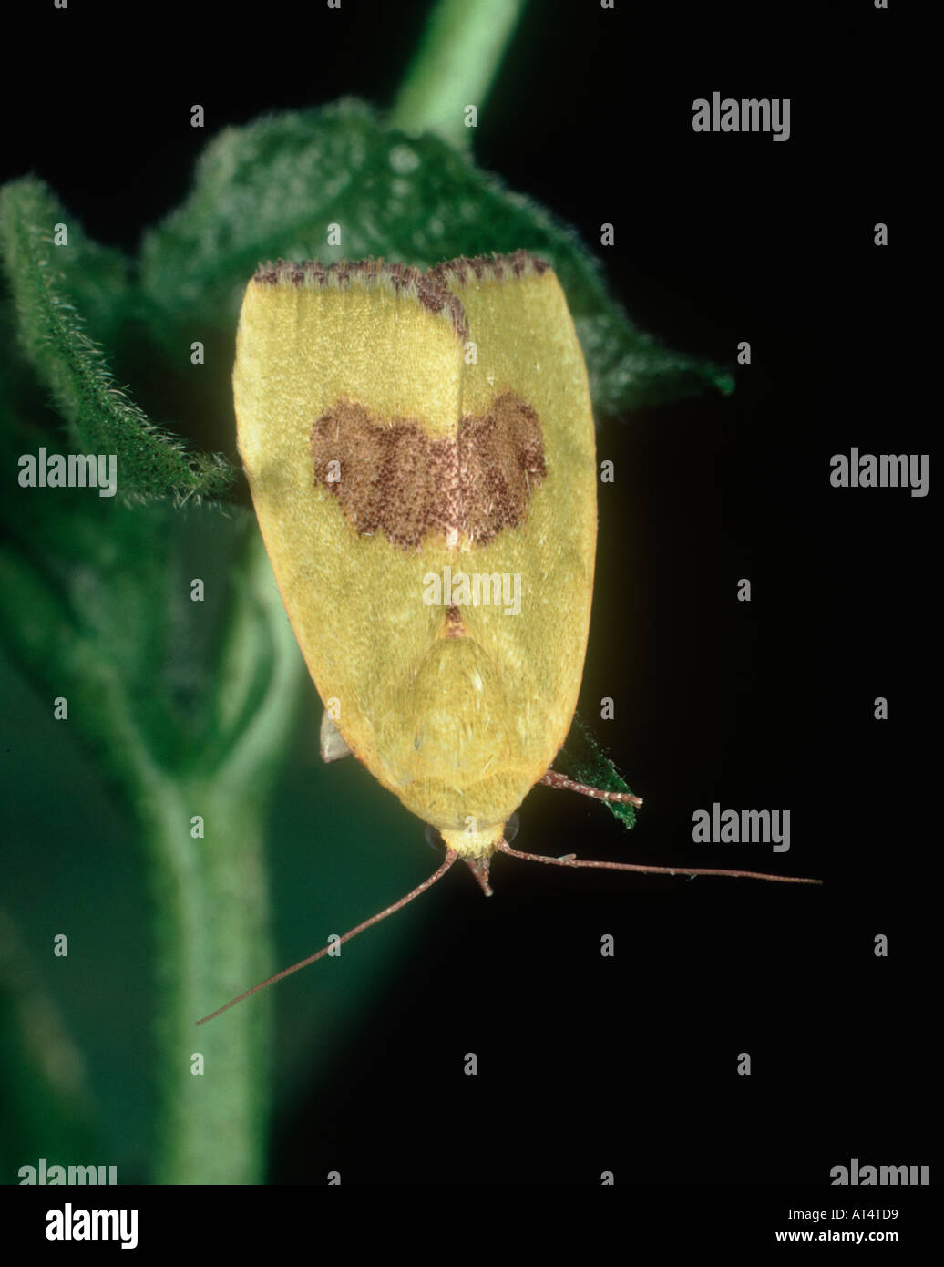Spiny bollworm Earias biplaga female moth on cotton foliage Stock Photo ...