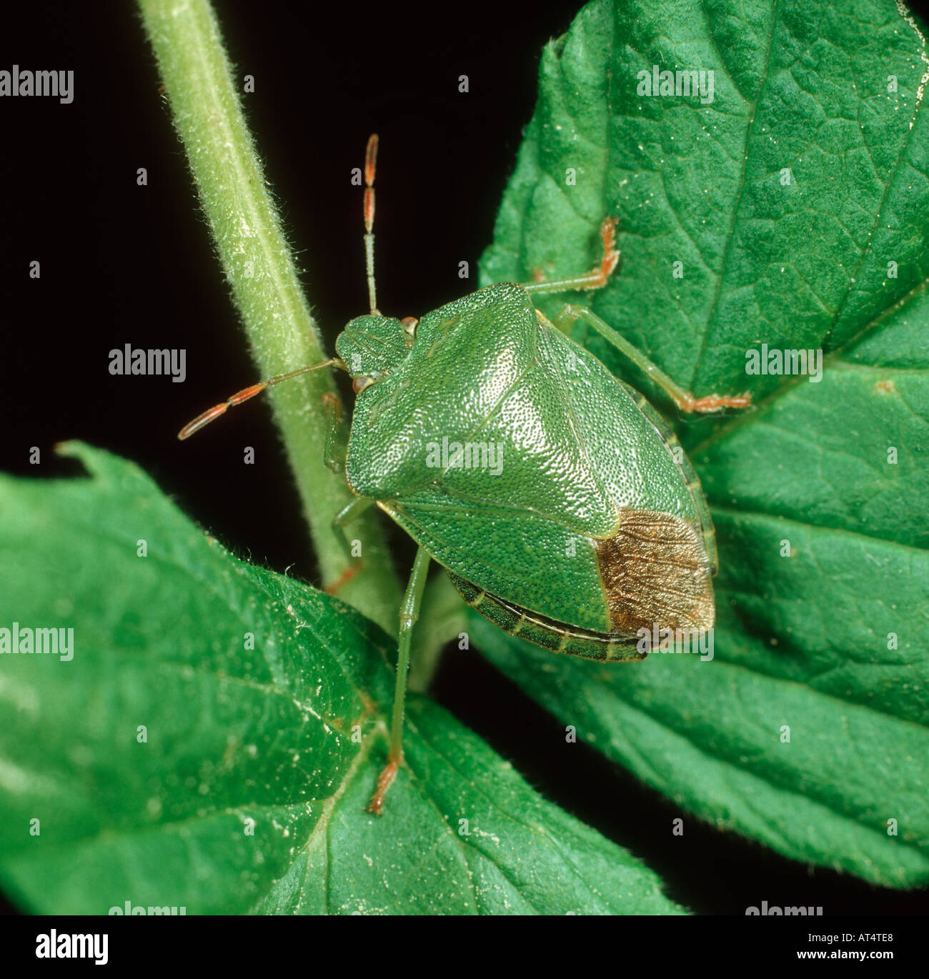 Green Shield Bug Palomena prasina adult Stock Photo - Alamy