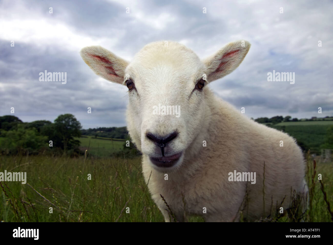 Lamb on West Wales Farm, UK Stock Photo - Alamy