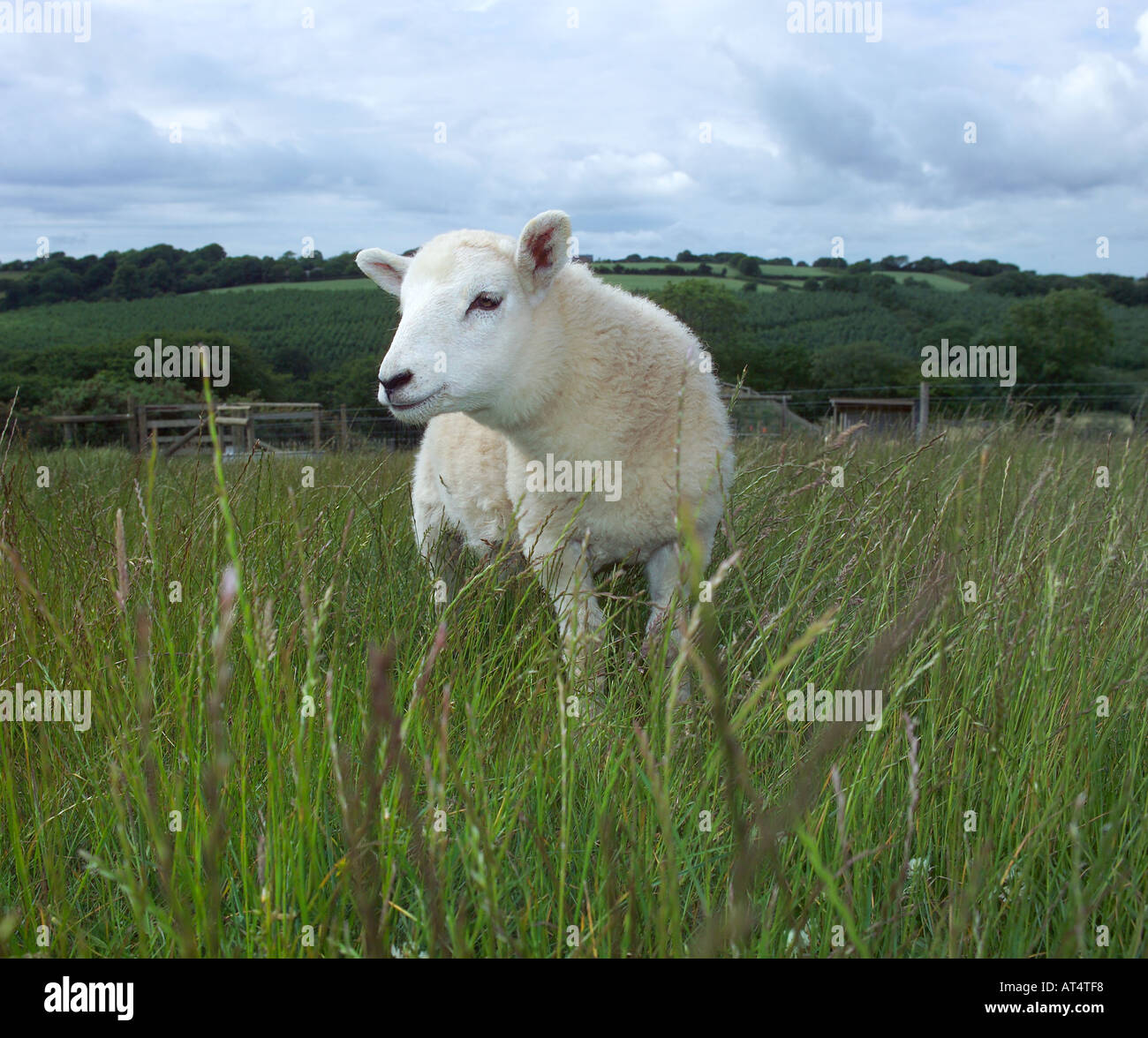 Lamb on West Wales Farm, UK Stock Photo - Alamy