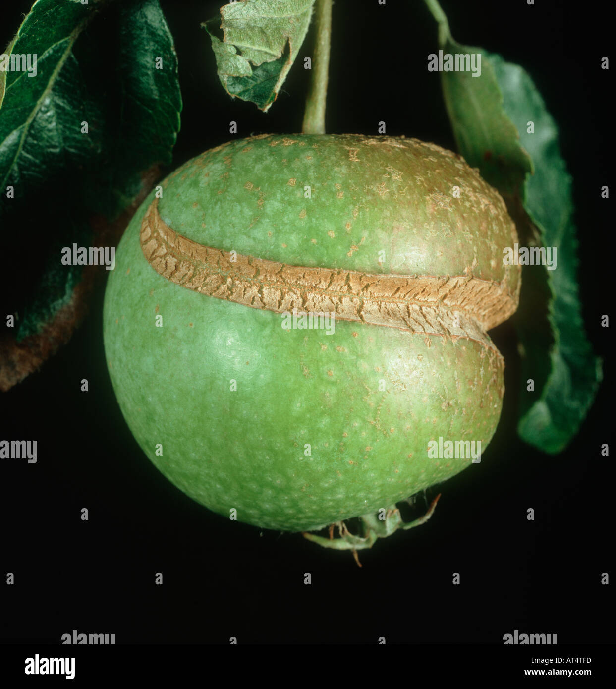 Holocampa hi-res stock photography and images - Alamy