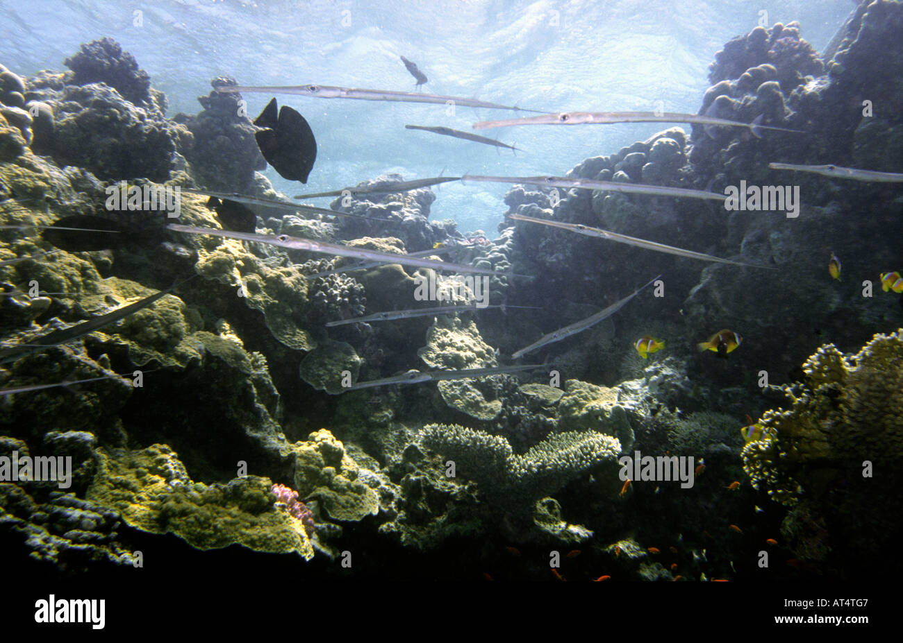 Egypt Red Sea School of Trumpetfish Fistulara Petimba Stock Photo - Alamy