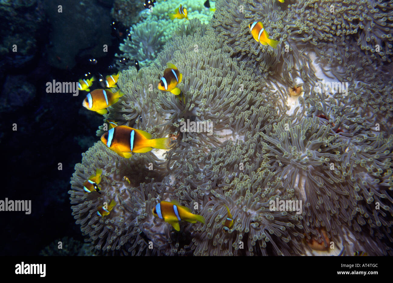Egypt Red Sea fish behaviour Clownfish Amphiprion bicinctus in Giant ...