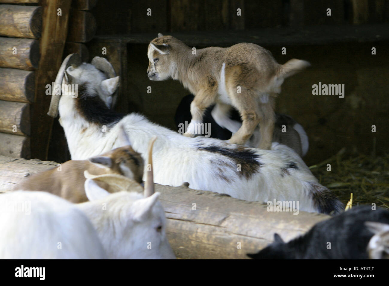 Little goats jumping and playing Stock Photo - Alamy