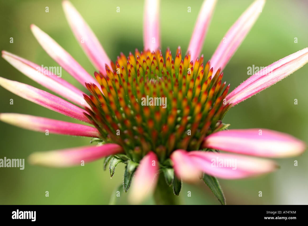 Pereneal hi-res stock photography and images - Alamy