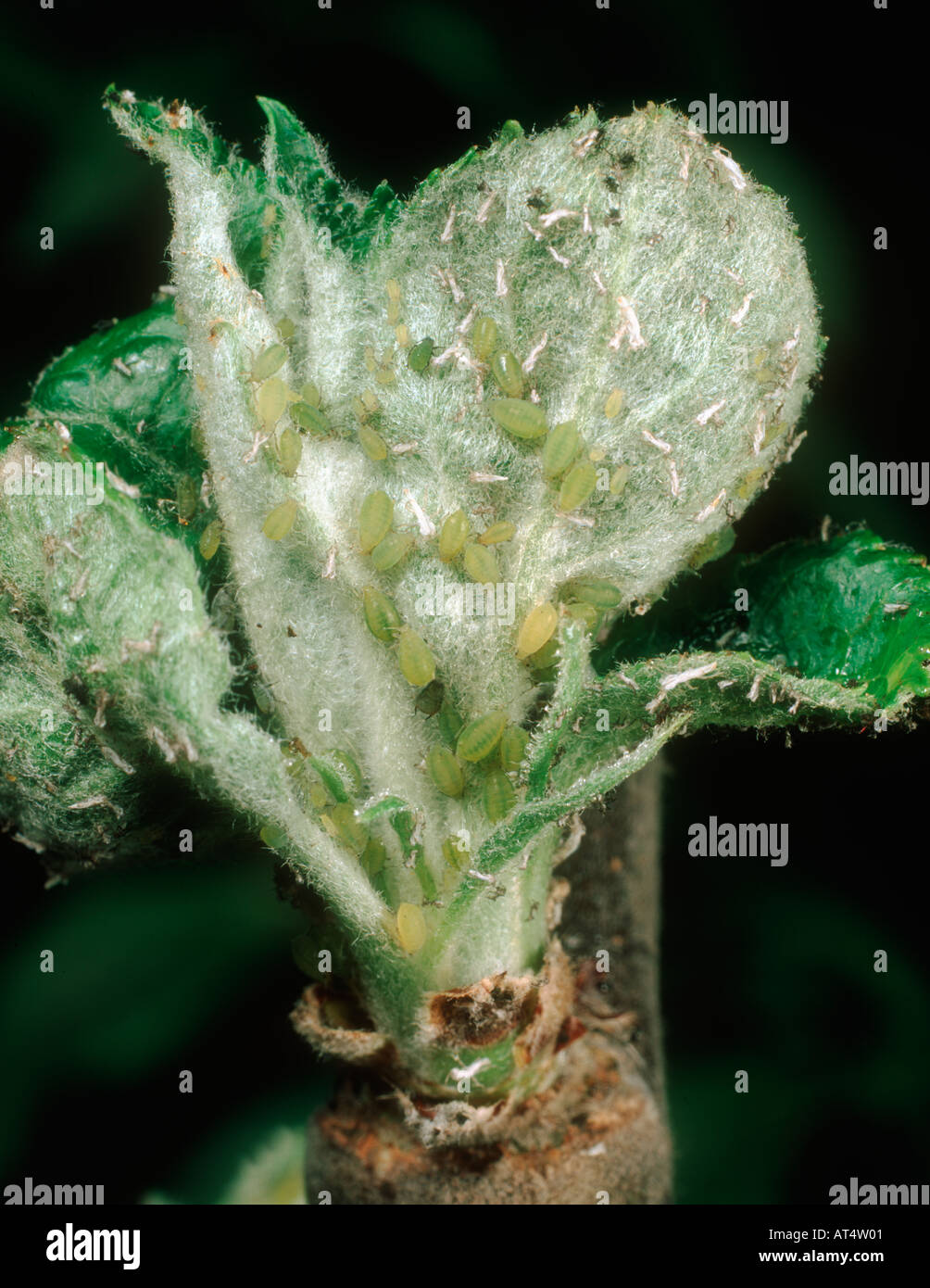 Apple aphid Aphis pomi infestation on apple leaf bud in spring Stock ...