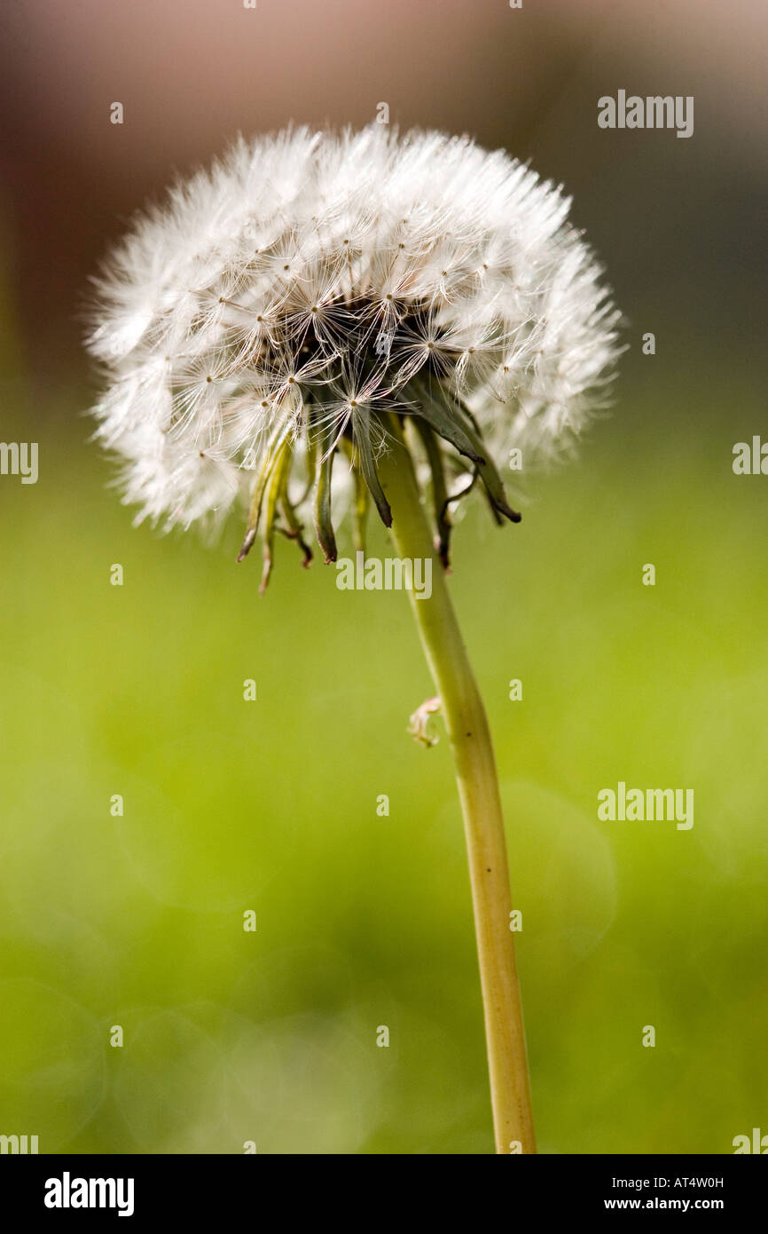 Dandelion seed pod Stock Photo - Alamy