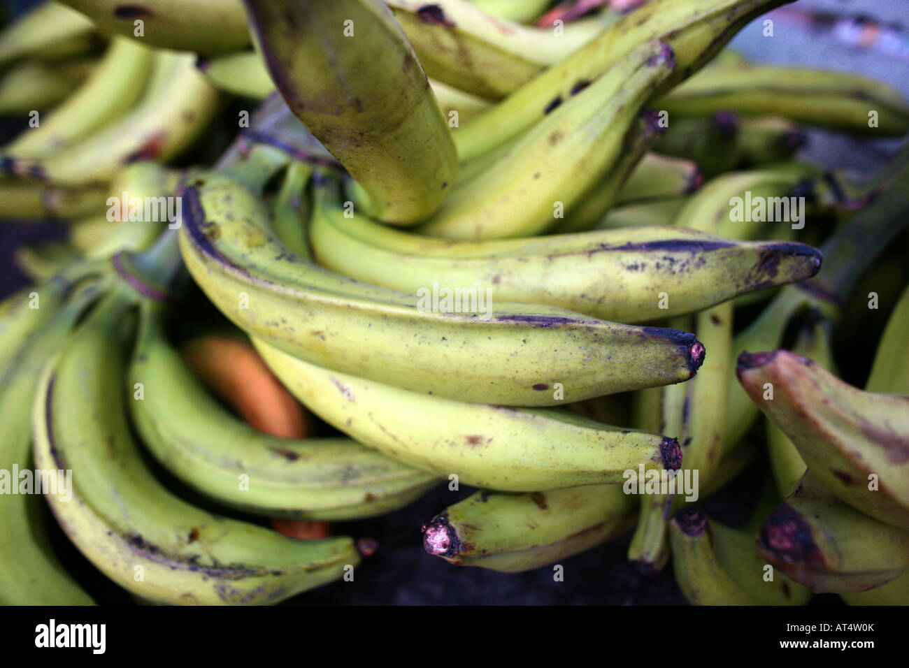Bananas are wellknown export products of Colombia Stock Photo - Alamy