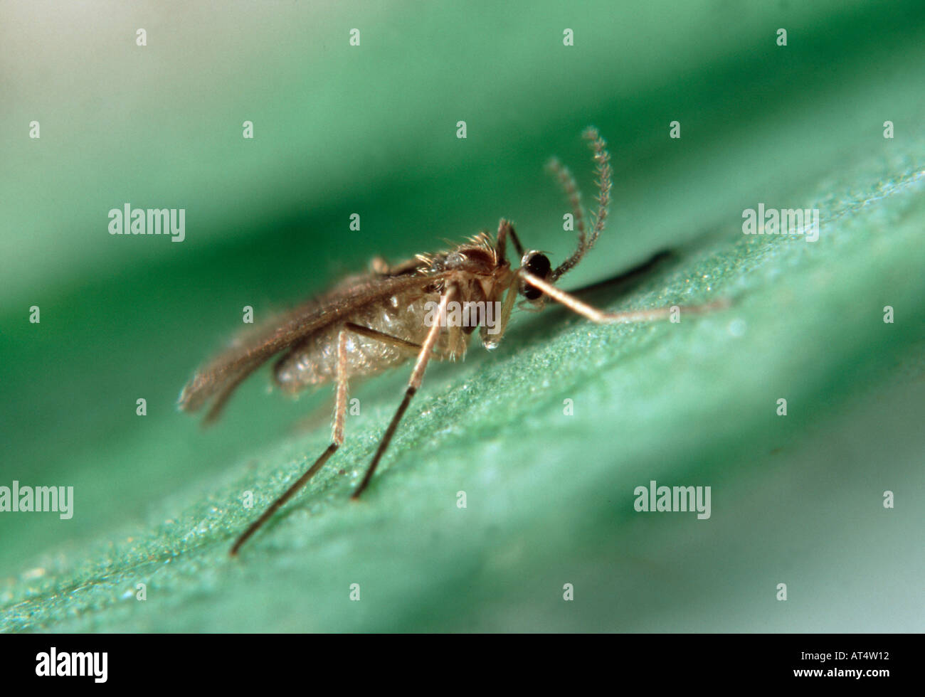 Contarinia High Resolution Stock Photography and Images - Alamy