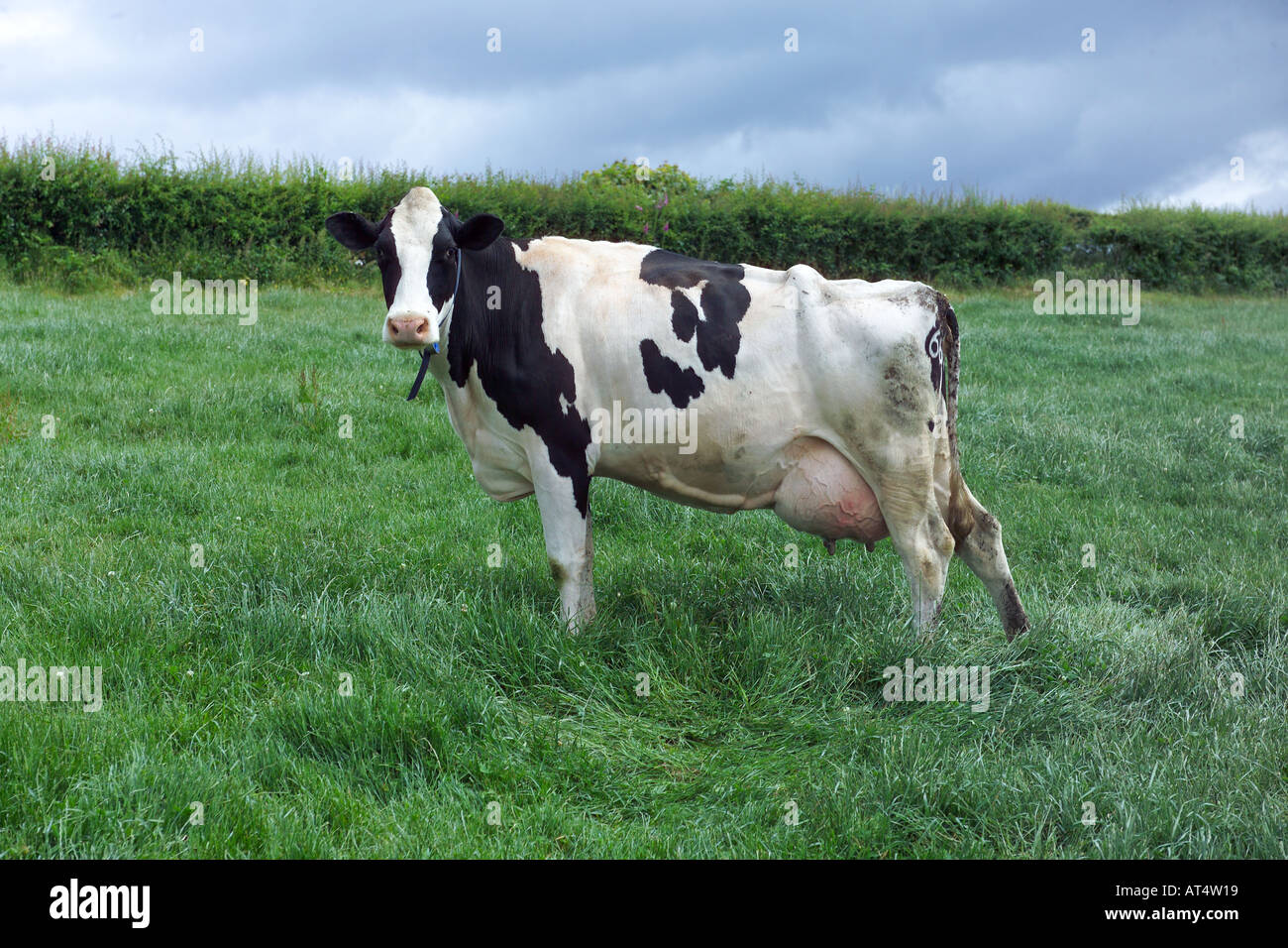 Dairy Cow Side View High Resolution Stock Photography and Images - Alamy
