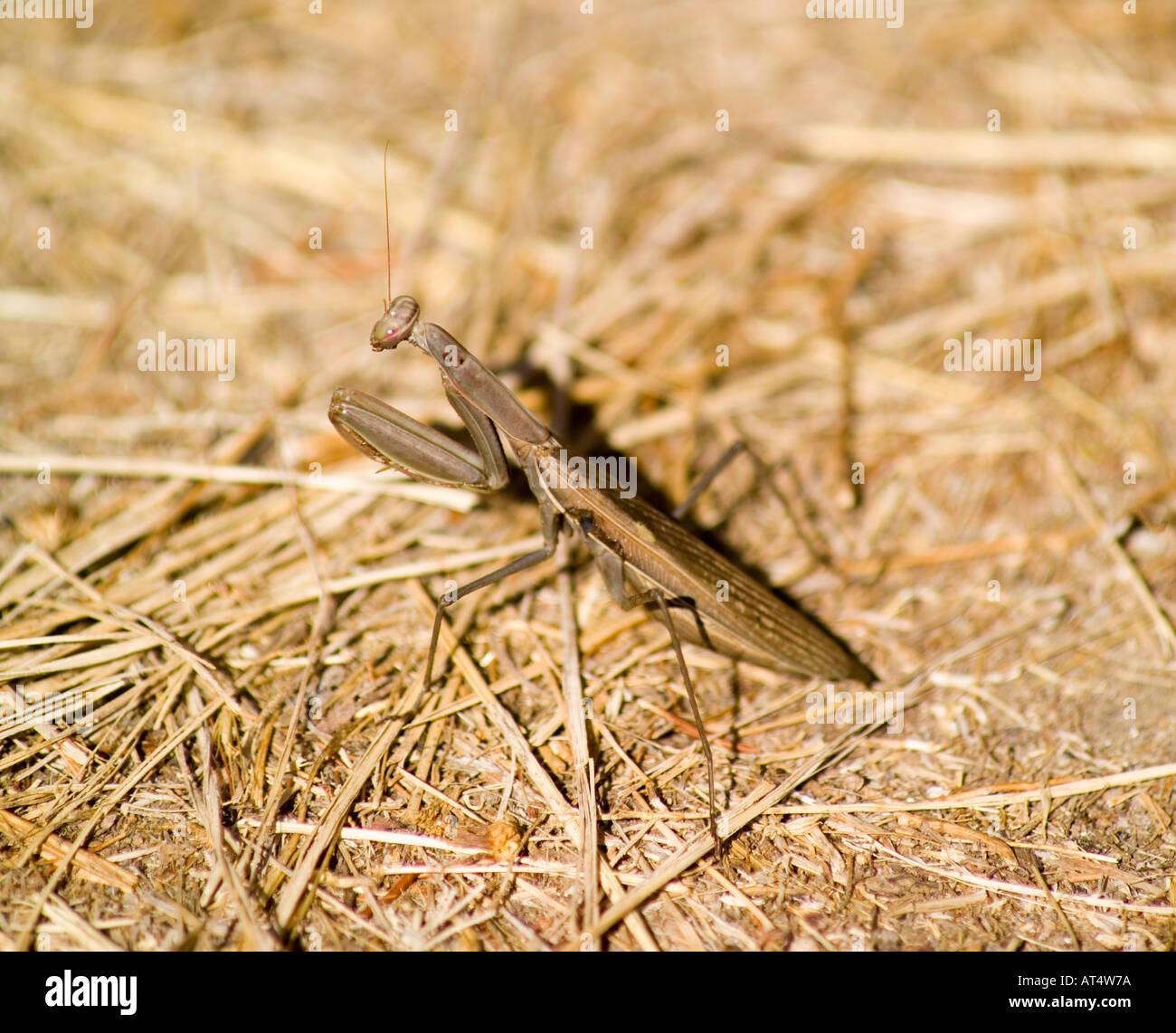 praying mantice insect in fall season Stock Photo - Alamy