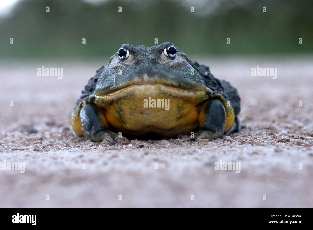 Giant african bullfrog hi-res stock photography and images - Alamy