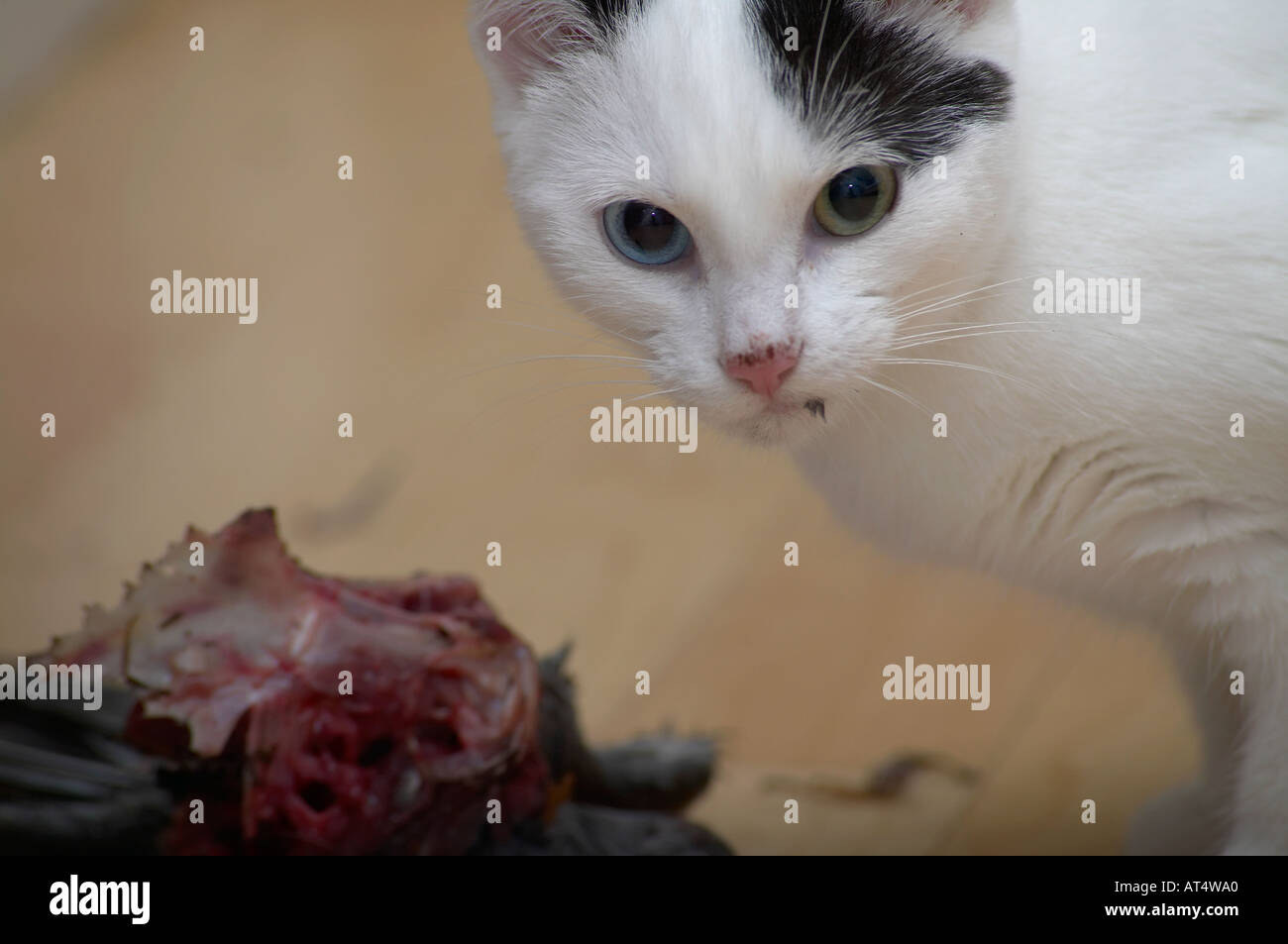A young female domestic cat playing with dead pigeon she has just ...