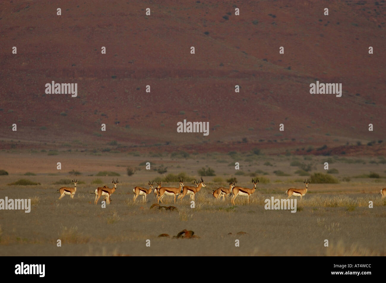 Herd of Springbuck Antidorcas marsupialis Namibia Stock Photo - Alamy