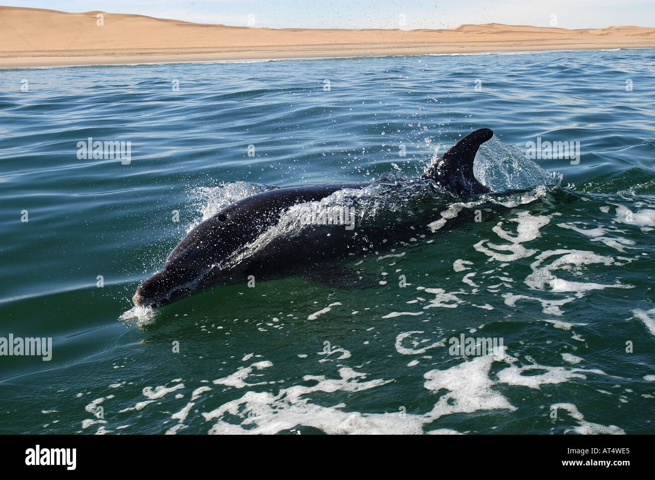 Sand dolphin hi-res stock photography and images - Alamy