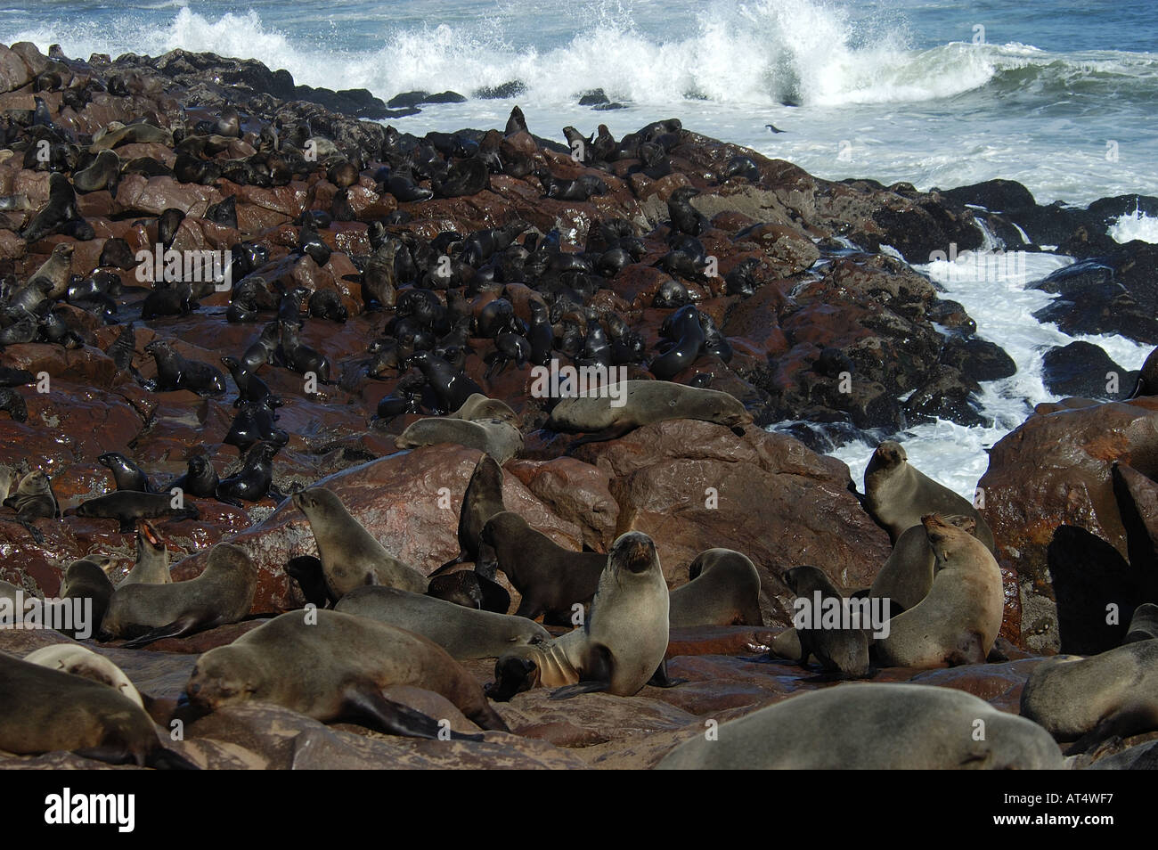 Cape Fur Seal Arctocephalus pusillus colony Cape Cross Namibia Stock ...