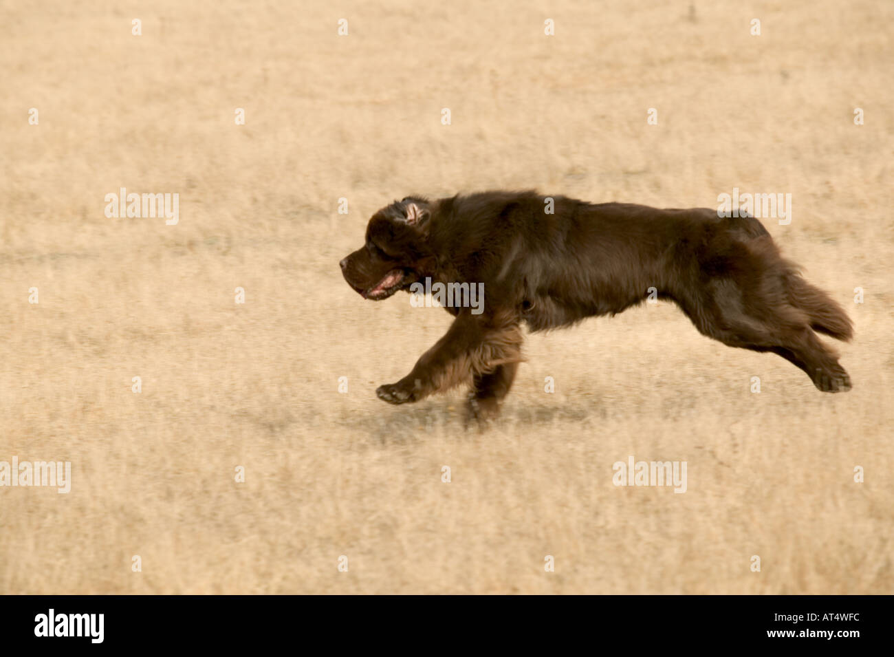 How Fast Can Newfoundlands Run