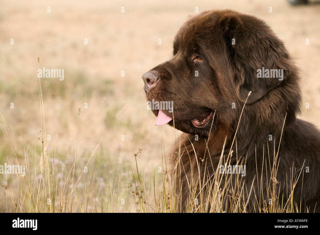 Newfoundland canine brown hi-res stock photography and images - Alamy