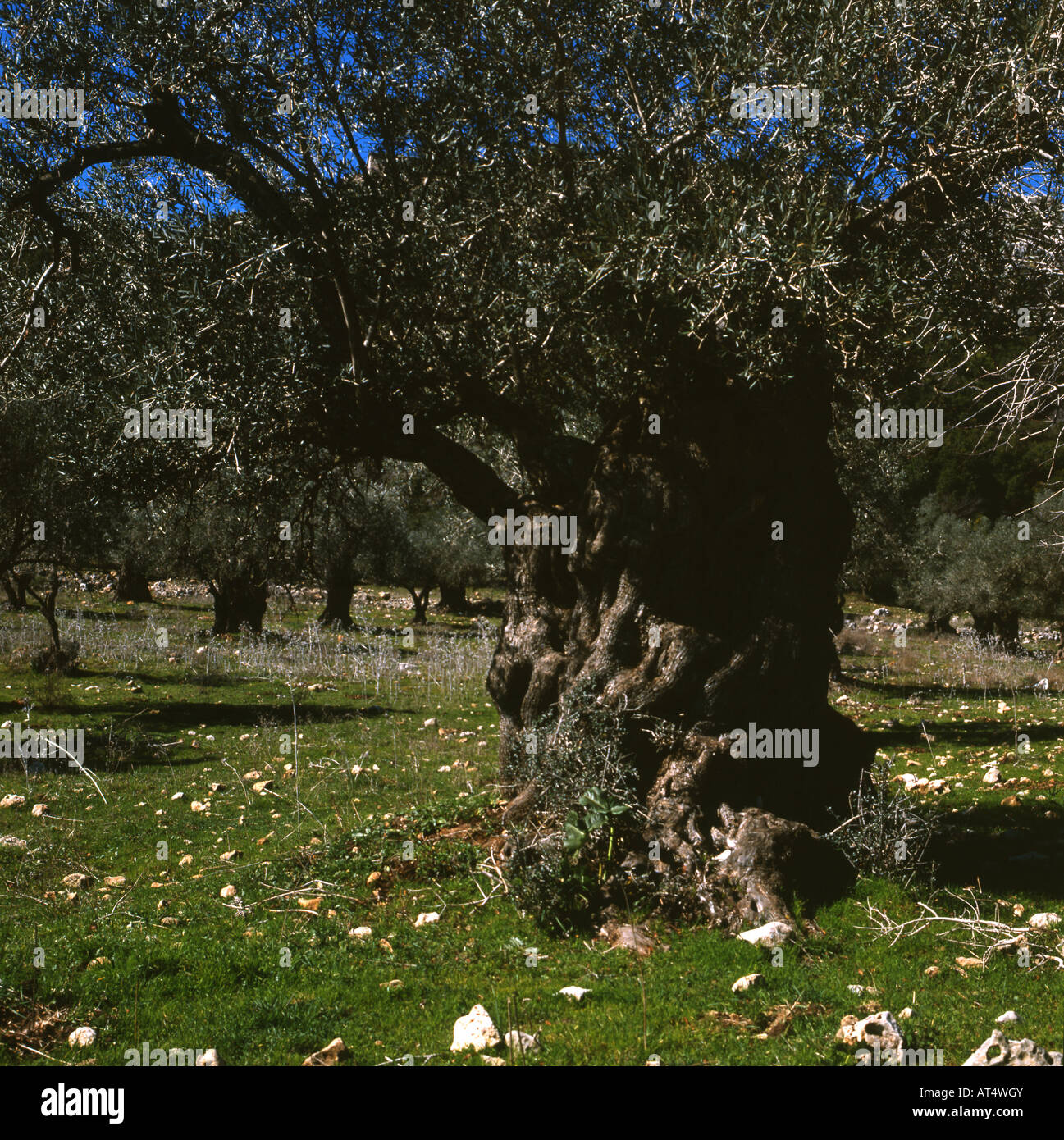 Ancient Olive tree in Lower Galilee Stock Photo - Alamy