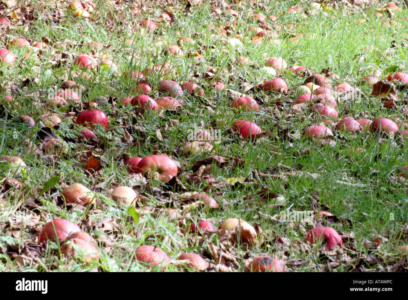 Windfall Tom Putt apples underneath an old orchard tree in Somerset ...