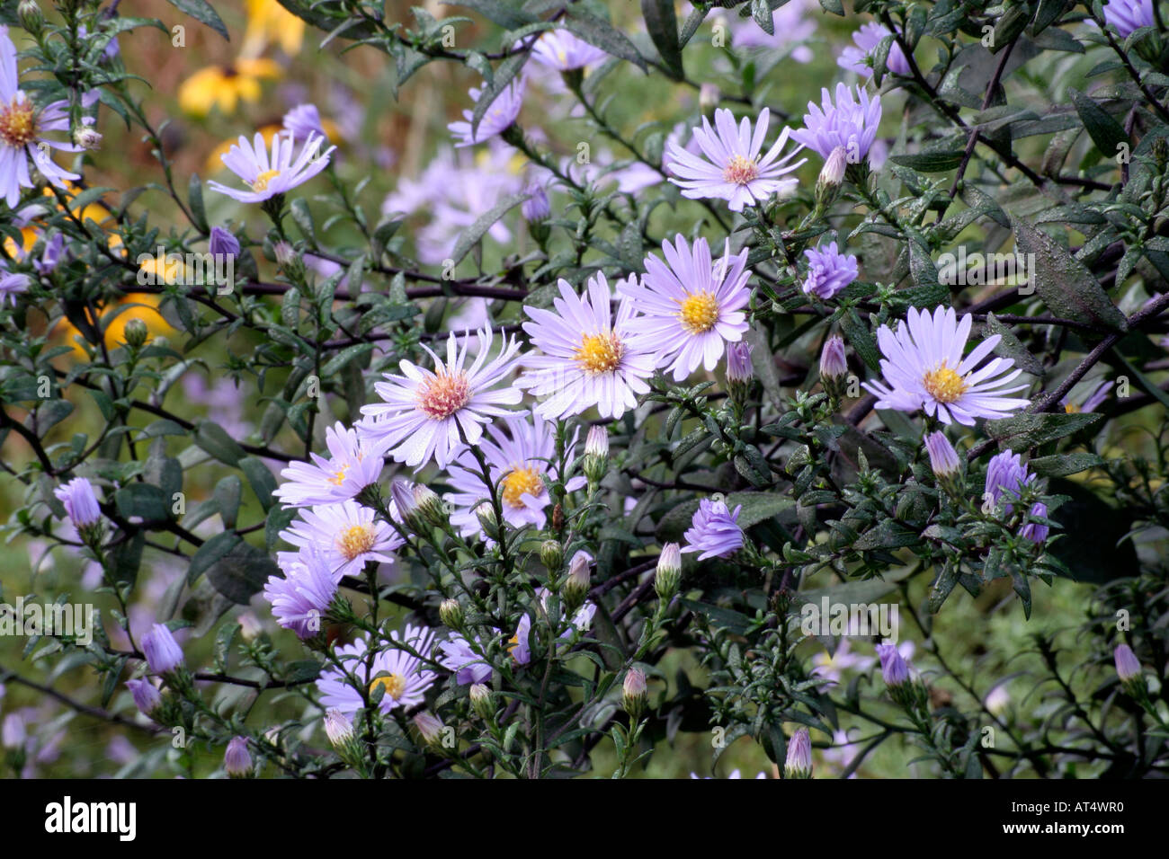 Aster laevis hi-res stock photography and images - Alamy