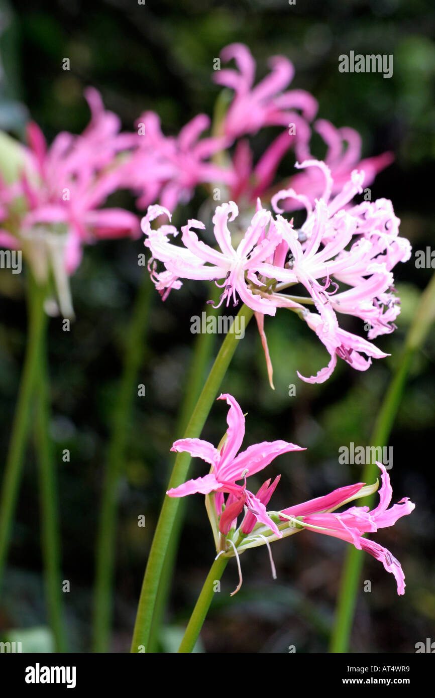 Nerine bowdenii Wellsii has palerpink boloms than the species Stock ...