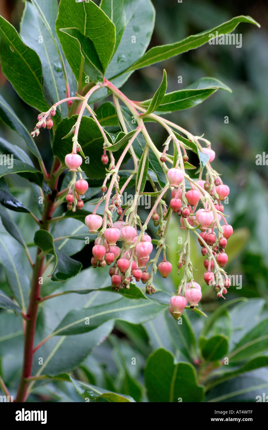Arbutus Marina Leaves