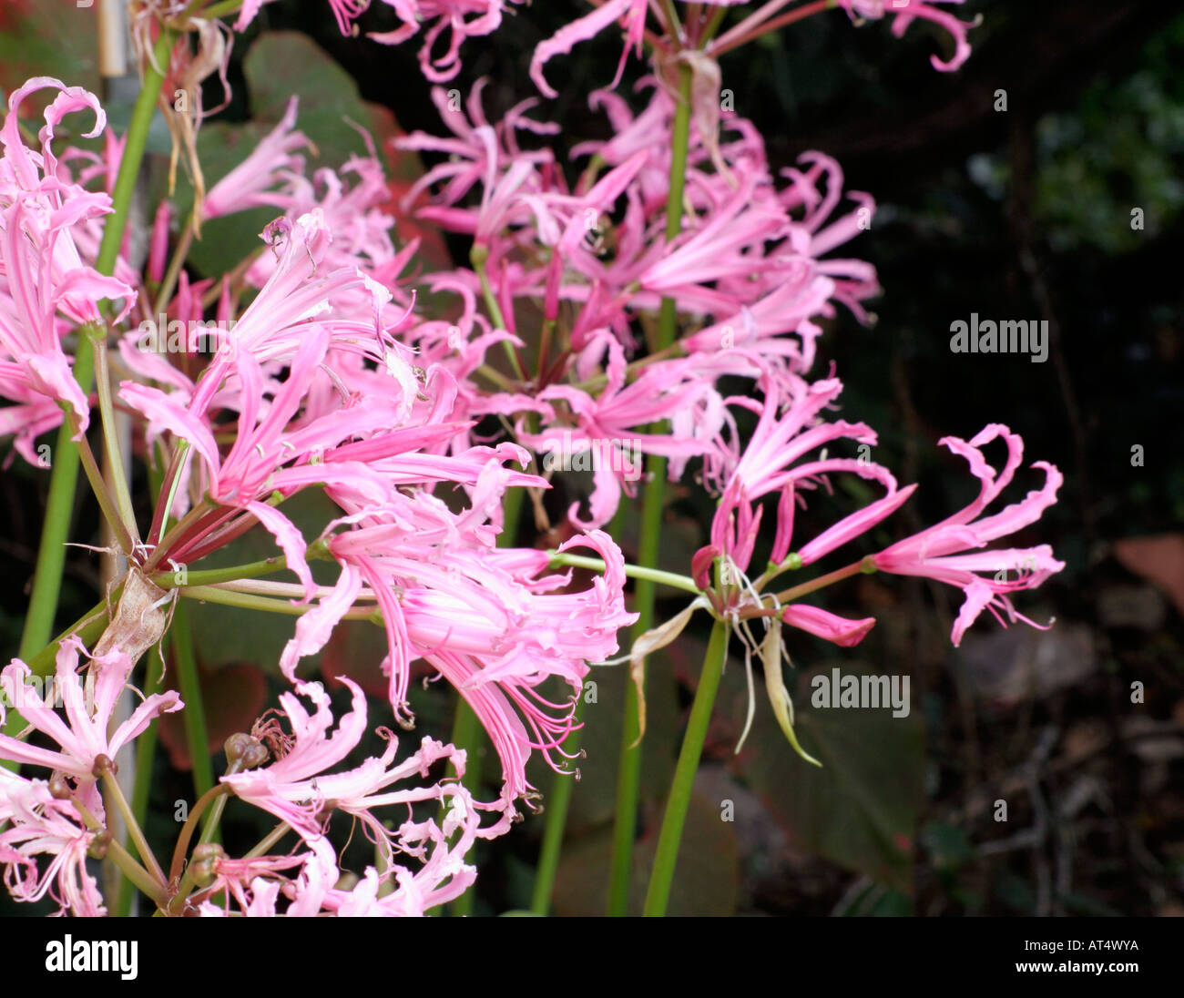 Nerine bowdenii in full bloom during October adds a little brightness ...