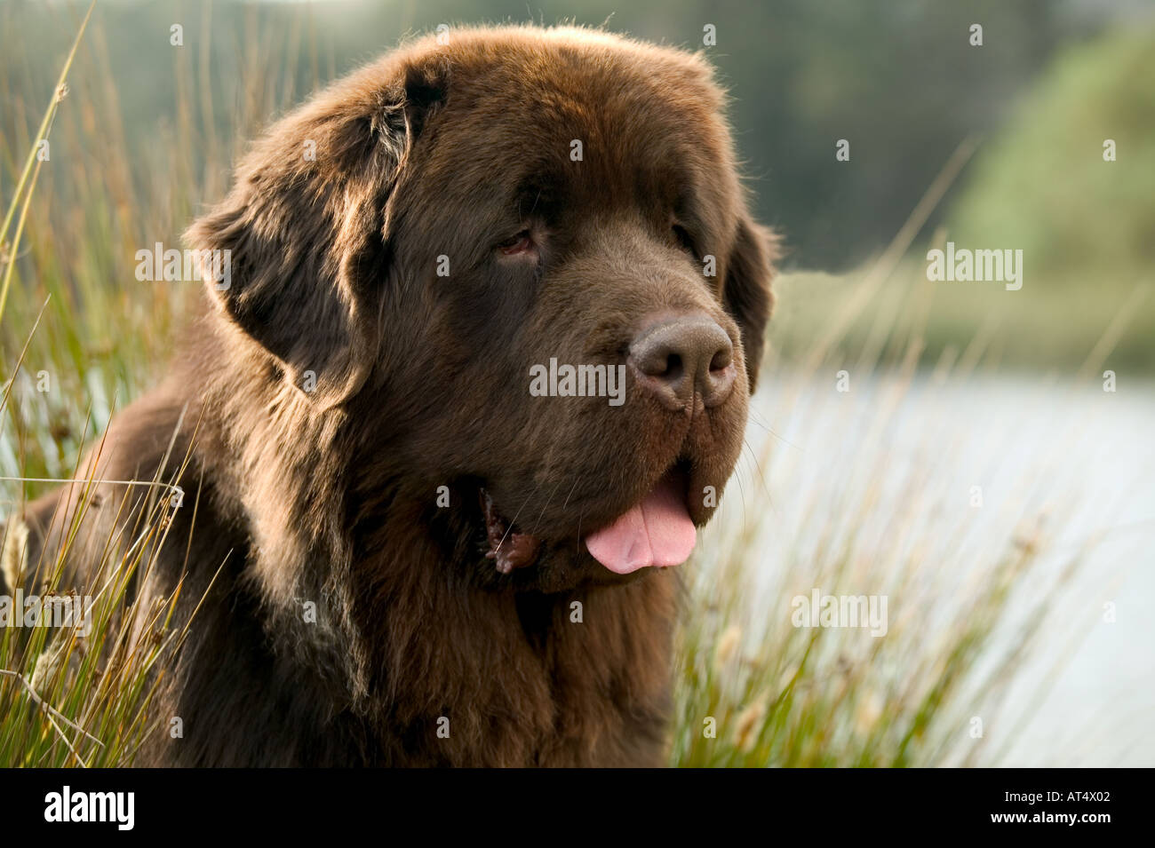 Brown Newfoundland dog Stock Photo - Alamy