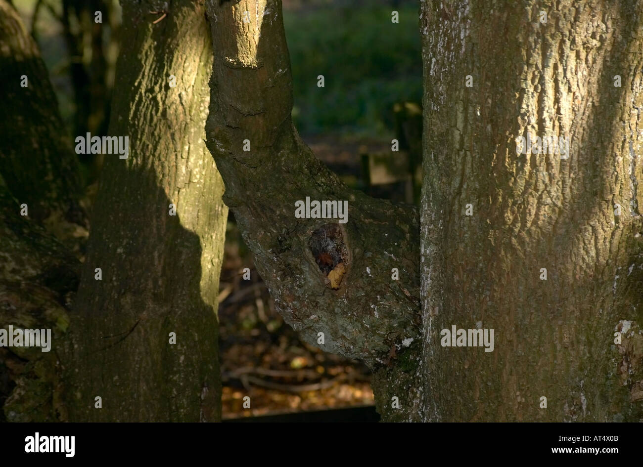 An example of Pareidolia - seeing a tree branch in the shape of baby ...