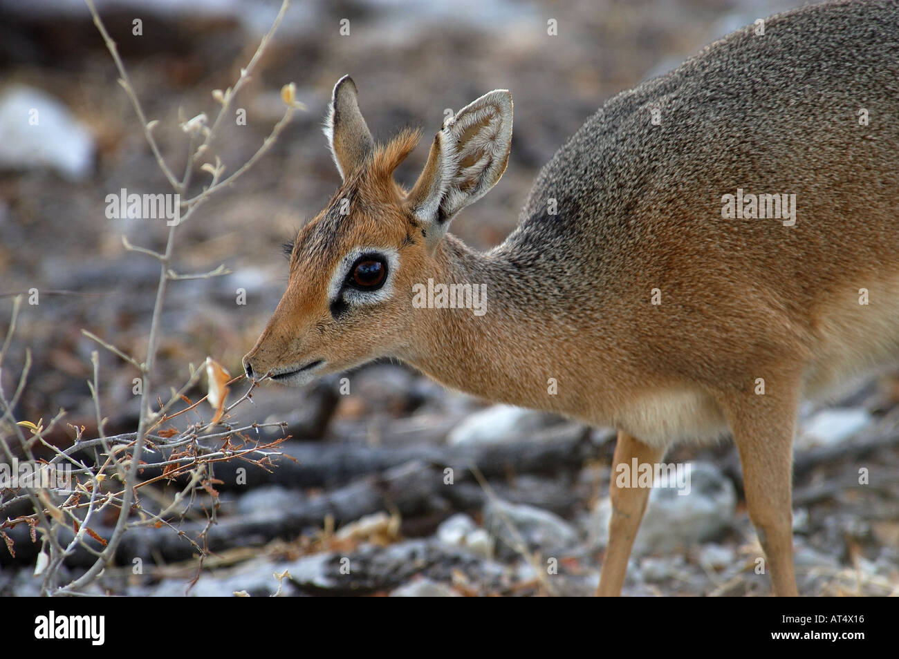 Kirk s Dikdik Madoqua kirkii browsing Etosha Namibia Stock Photo - Alamy Kirk s Dikdik Madoqua kirkii browsing Etosha Namibia Stock Photo - Alamy