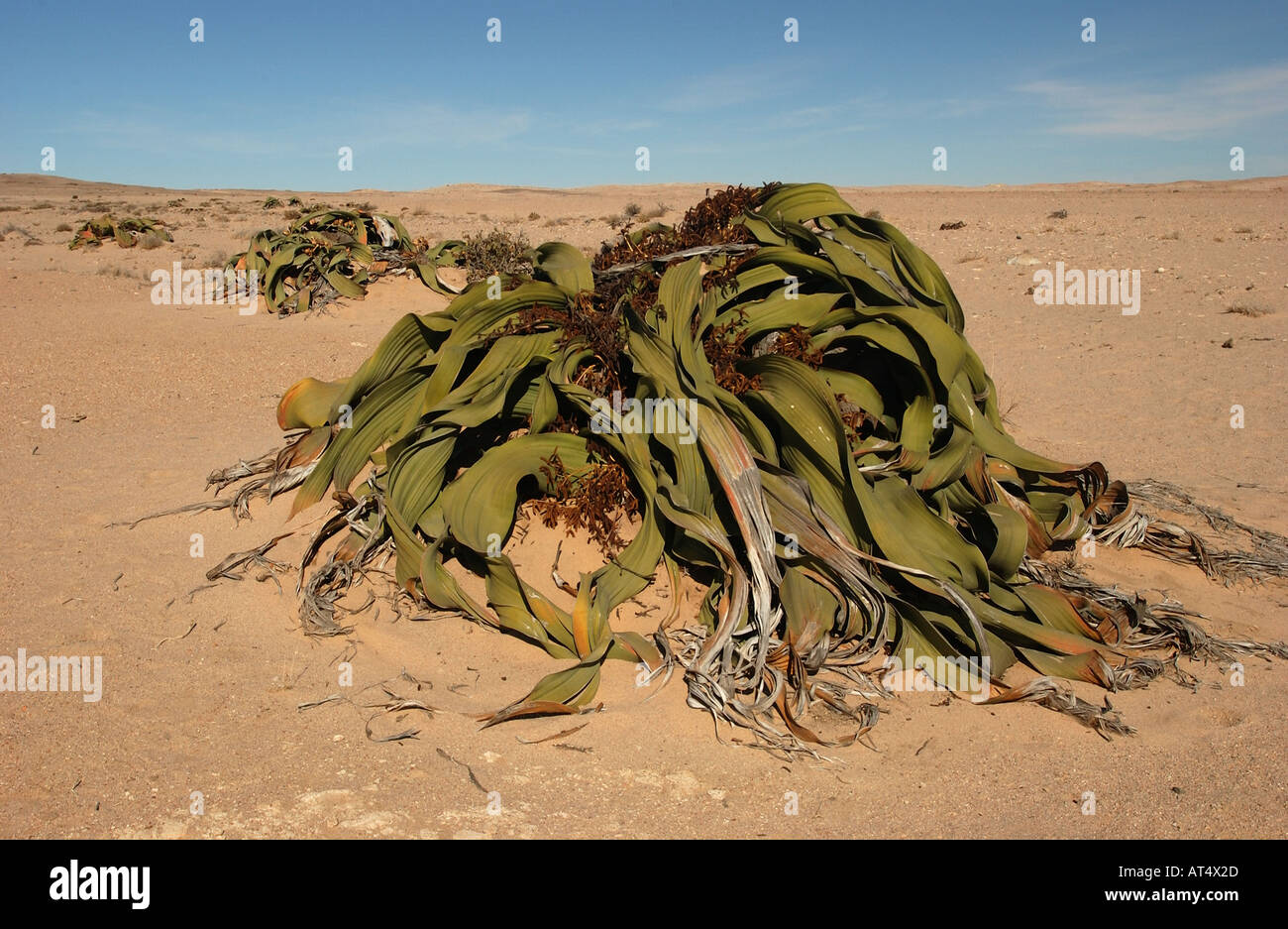 Welwitschia mirabilis in desert environment Namibia Stock Photo - Alamy