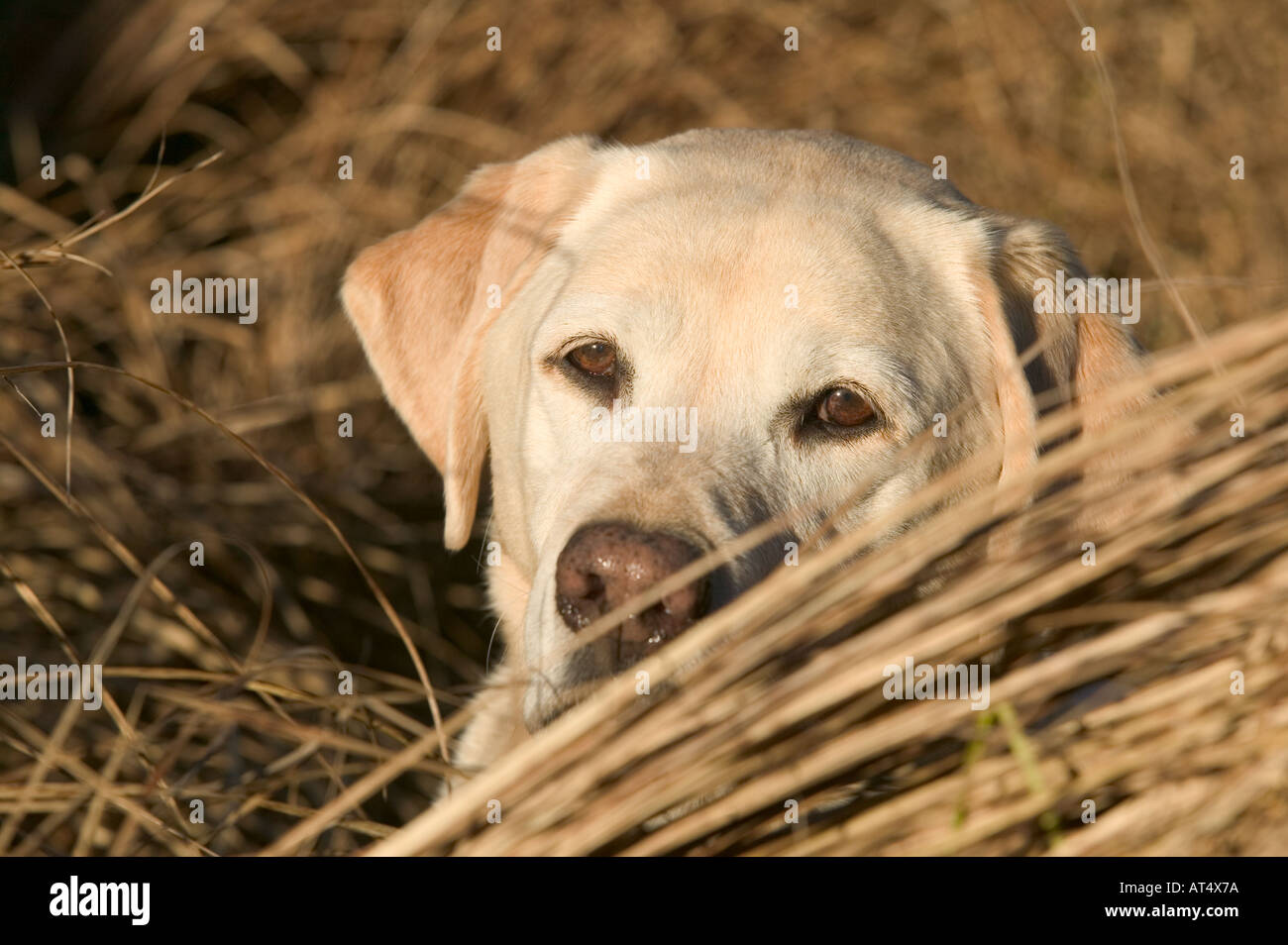 Labrador sized hi-res stock photography and images - Alamy