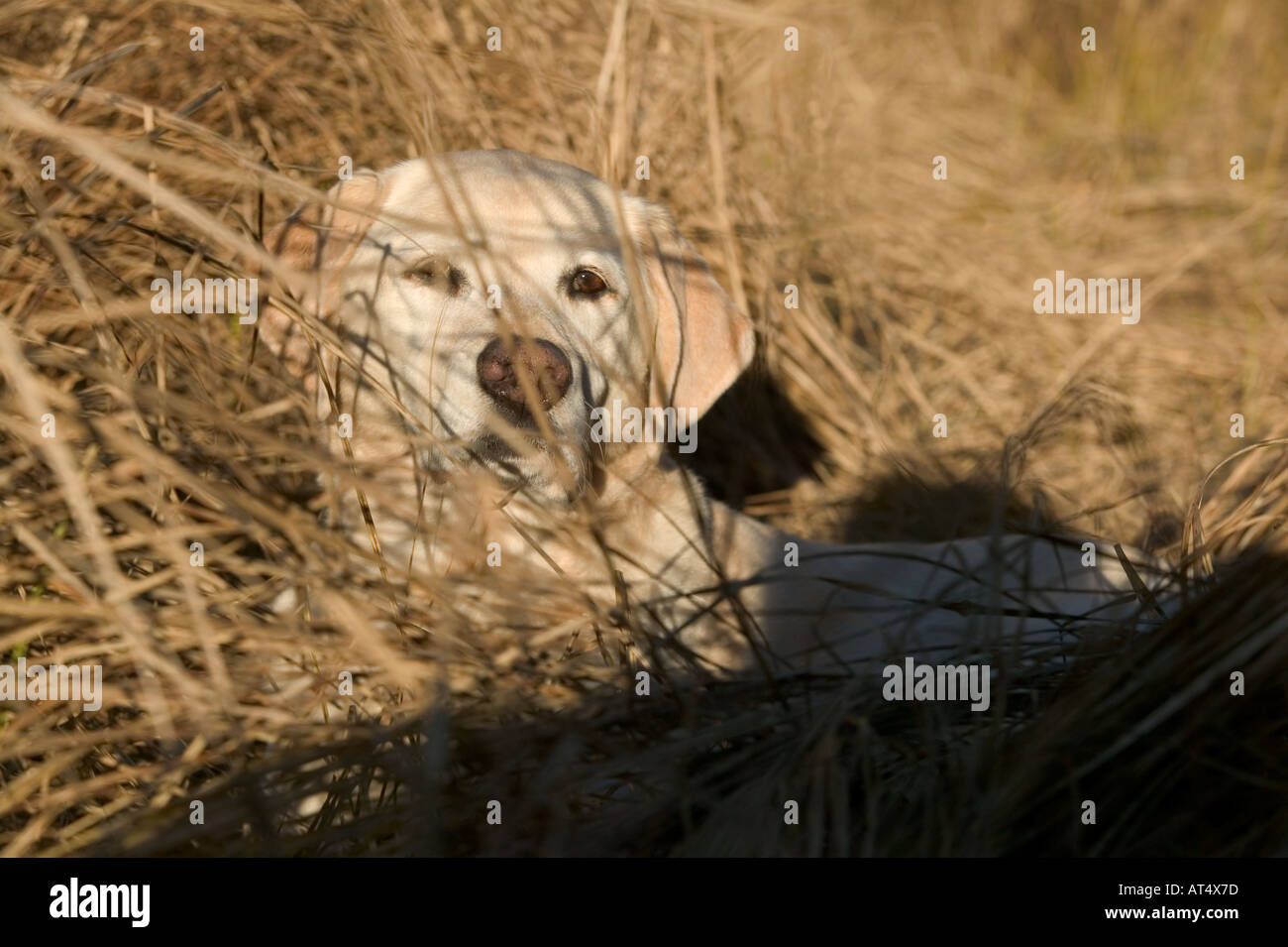 Yellow Labrador Retriever dog resting outdoor Stock Photo - Alamy