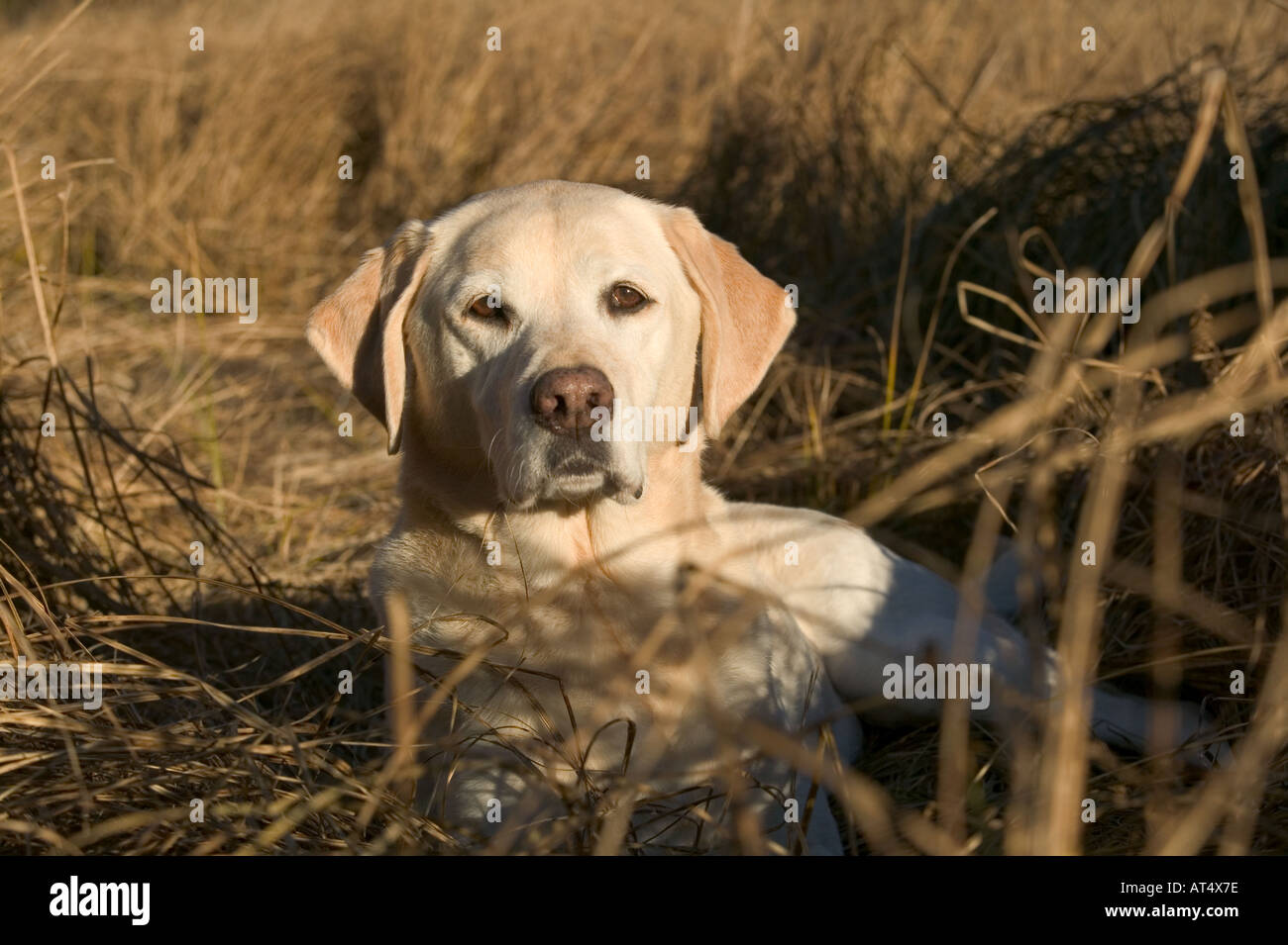 Yellow Labrador Retriever dog resting outdoor Stock Photo - Alamy