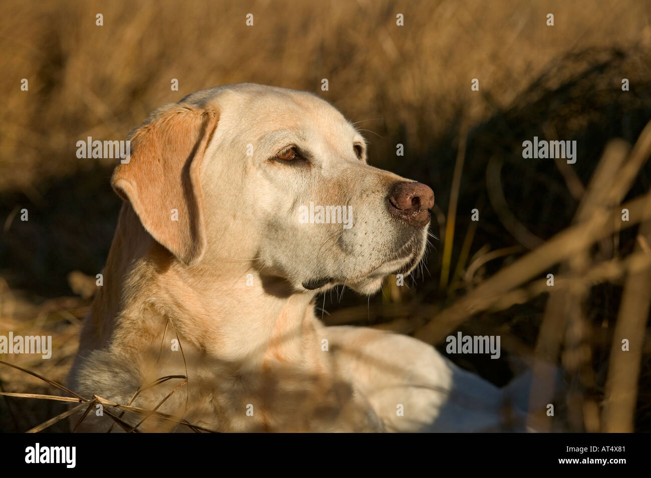 Yellow Labrador Retriever dog resting outdoor Stock Photo - Alamy