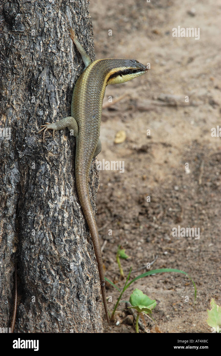 Ovambo tree skink hi-res stock photography and images - Alamy