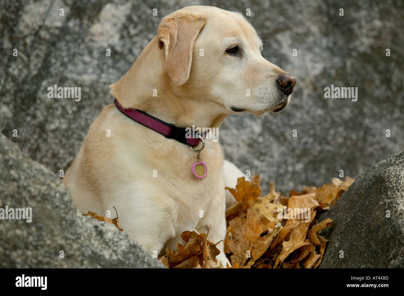 Labrador sized hi-res stock photography and images - Alamy